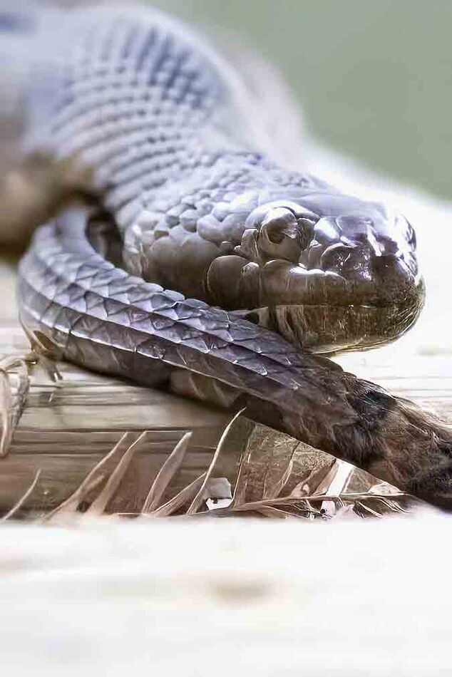 Banded Water Snake: Banded water snake on the Green Cay boardwalk. Even ...