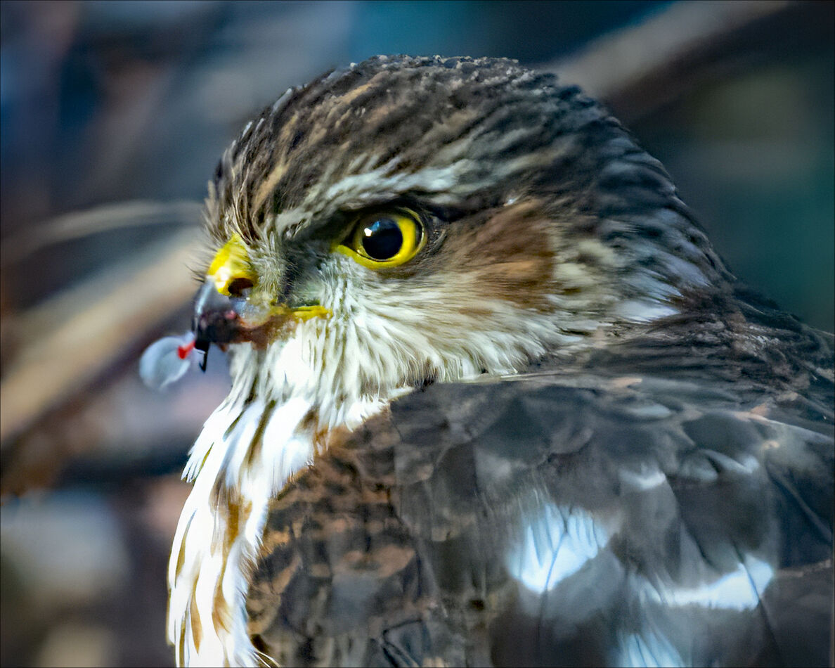 Sharp shinned hawk: A visit from a hawk is a rare event at my Blue Bell ...