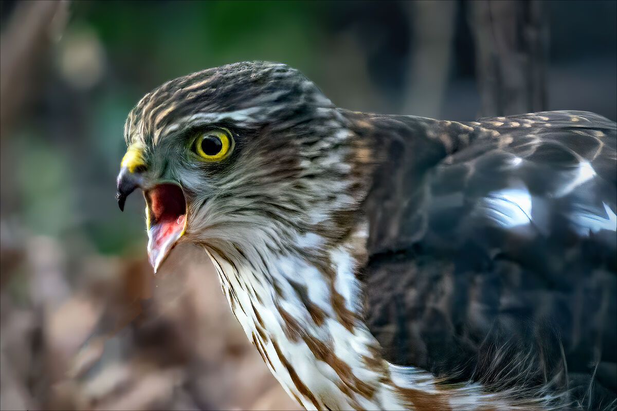 Sharp shinned hawk: A visit from a hawk is a rare event at my Blue Bell ...