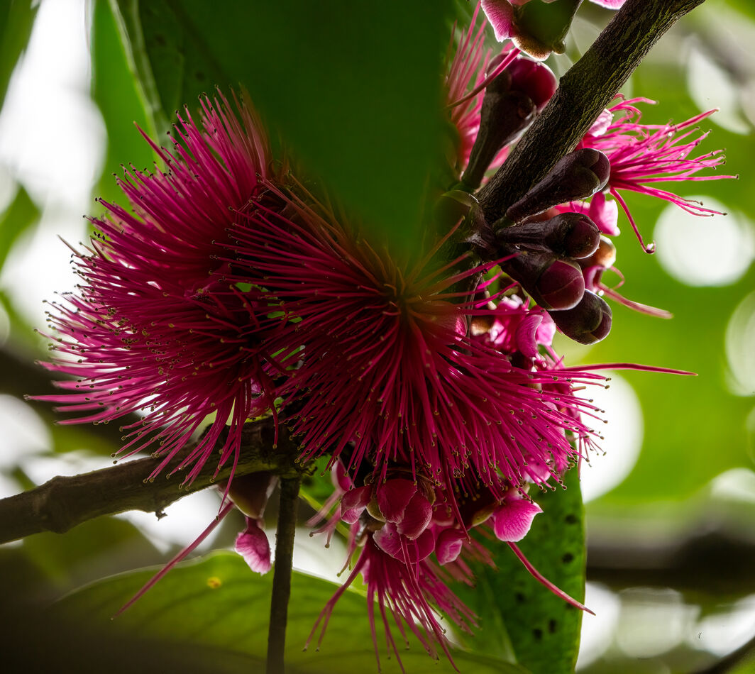 Costa Rica flowers - Day 6: As we explored Costa Rica from the Pacific ...