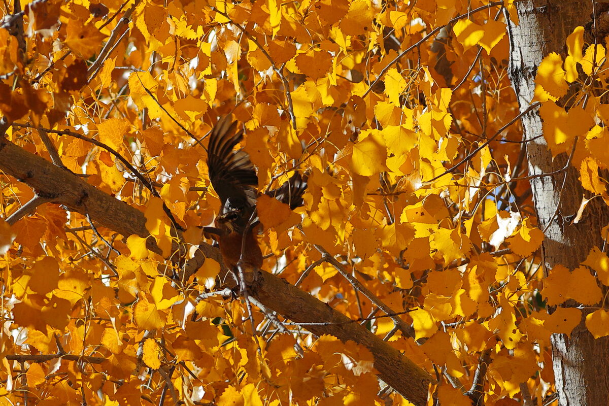 A Robin in Fall NM: A Robin in Fall NM...