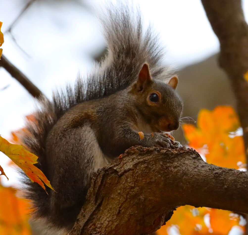 Fall Squirrels: I recently discovered a video on YouTube by Dani Connor ...