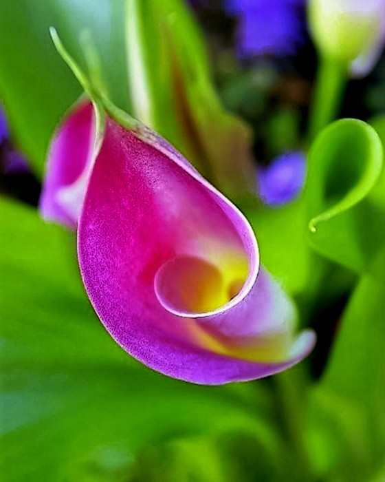 A Touch of Elegance. Red Calla Lily. :)): Lens: Pentax DA 18-55mm Kit ...