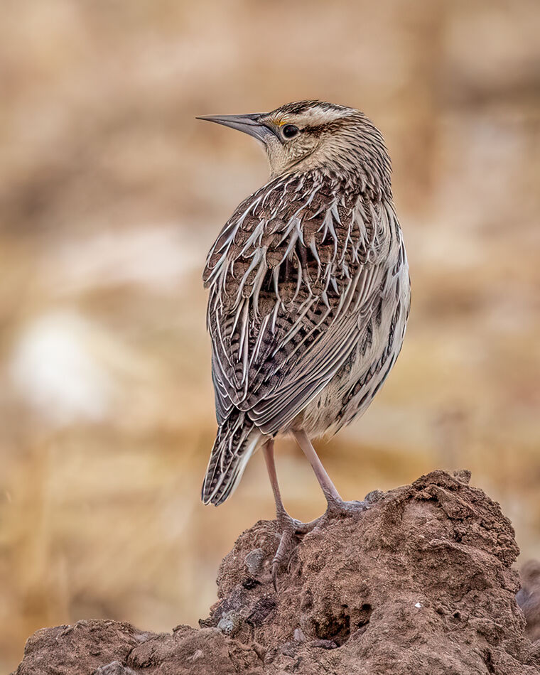 More from Bernardo: Enjoy!