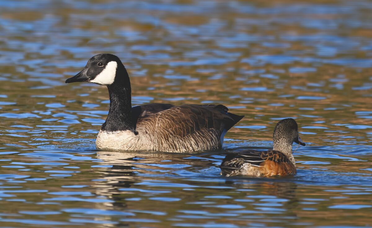 A Canada Goose and an American Wigeon Female: Test shots on a local lake.