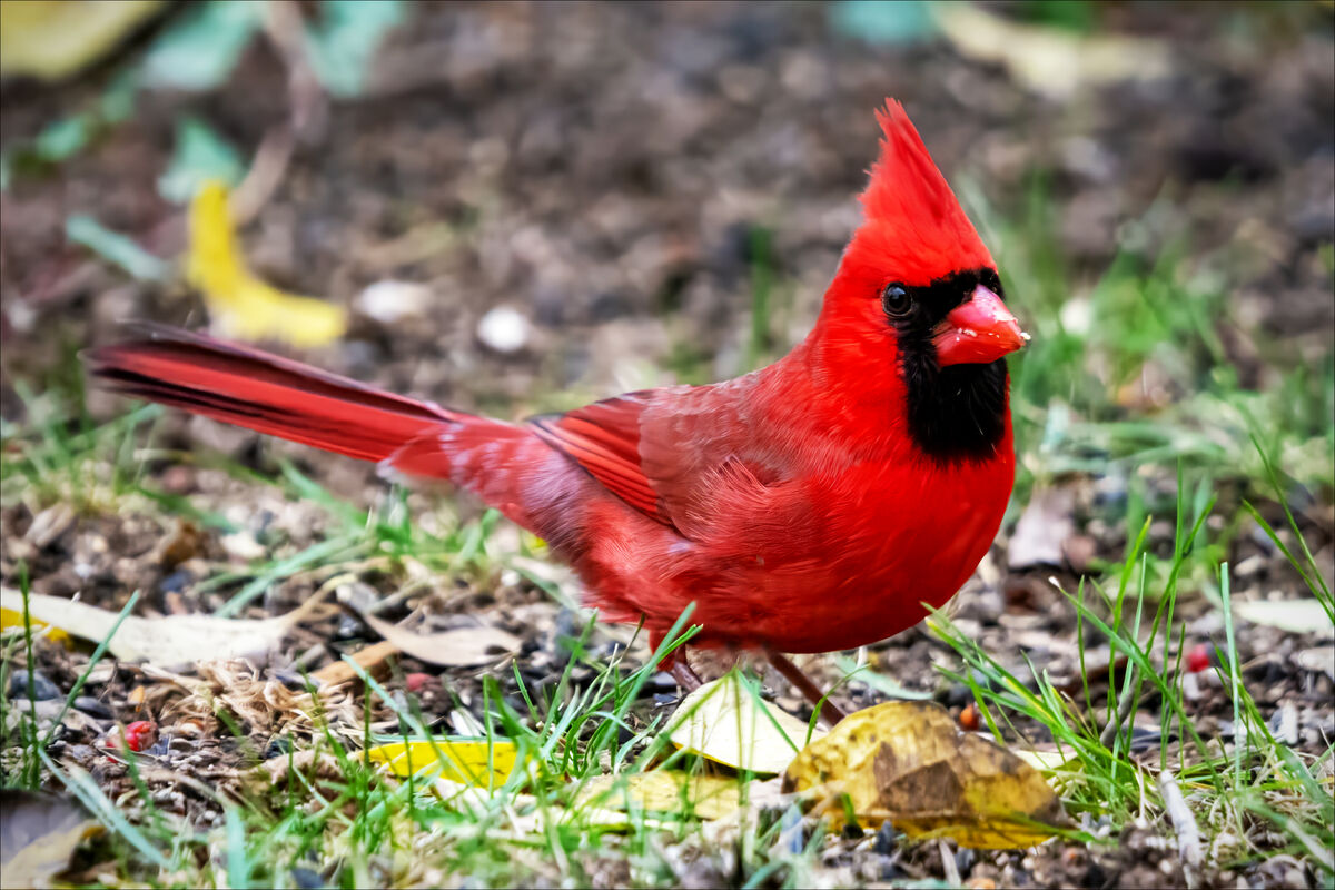 Birds of Blue Bell 11: After a hiatus, here are some photos I took in ...