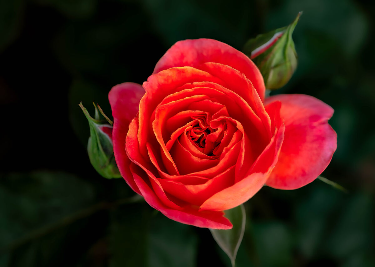 Red Rose: A red rose half opened.
