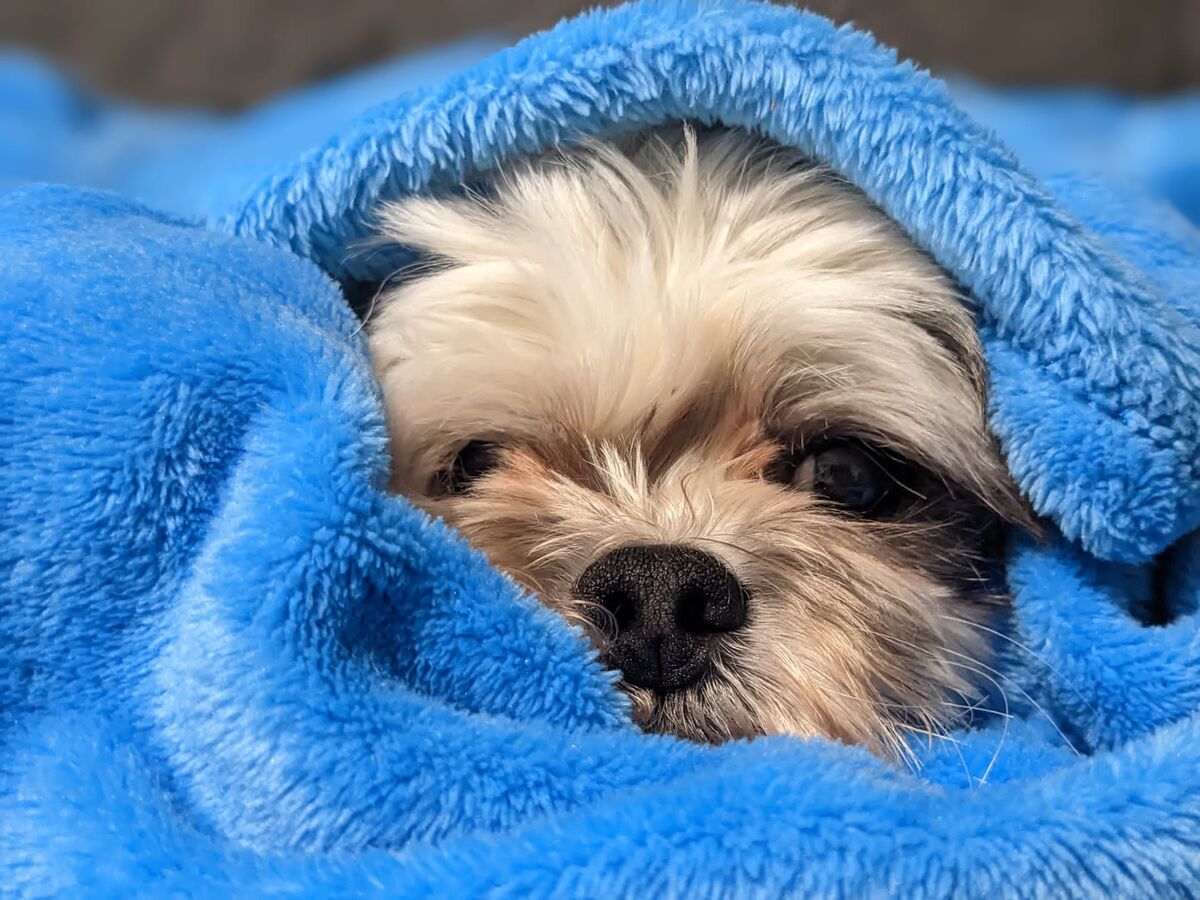 Peek a boo: Winniepops...