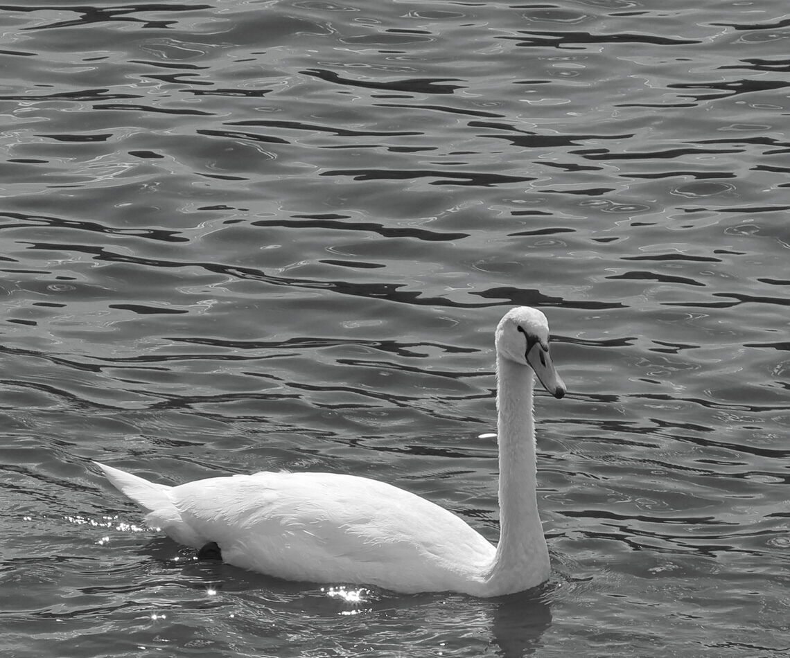 Lonesome Swan Stresa Italy BW: Lonesome Swan Stresa Italy BW...