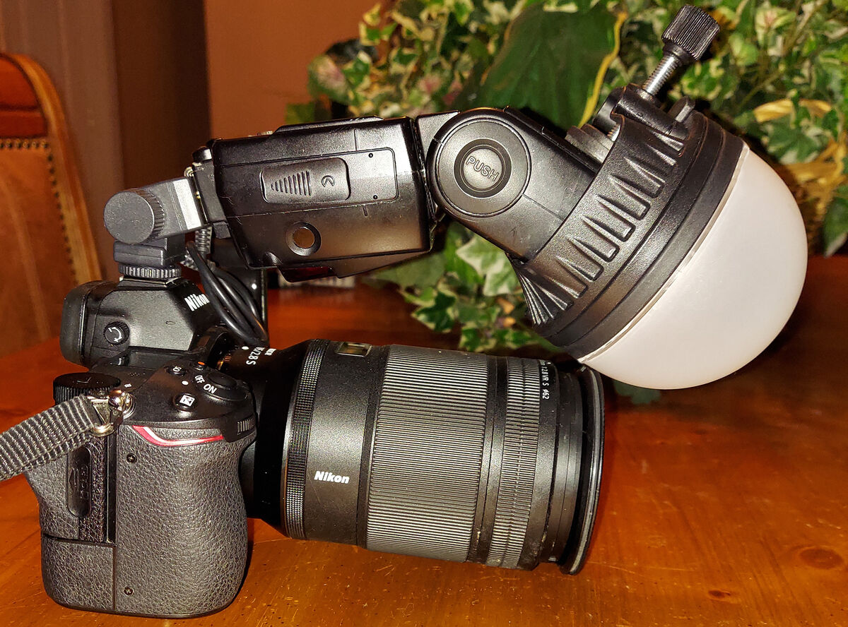 Macro Image of a Four Spotted Sap Beetle: My magnetic dome diffuser ...