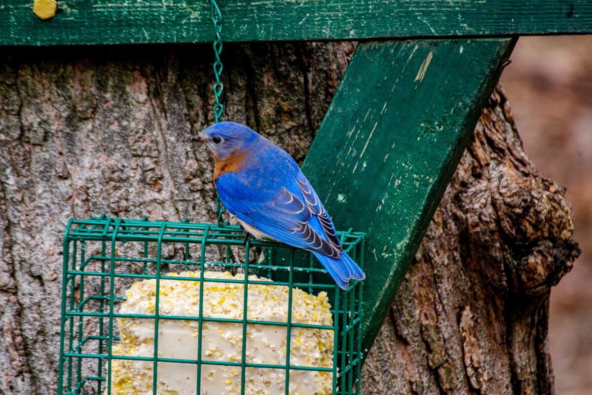 At the feeder today: A Red Bellied Woodpecker, a Song Sparrow and an ...