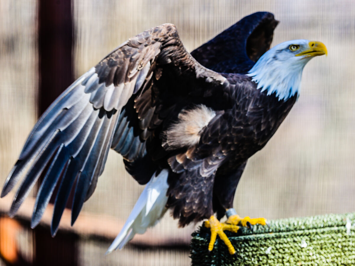 Bald Eagle: World Bird Sanctuary. Valley Park, MO Canon 1DX3, Canon 300 2.8, Canon EL-1 ...