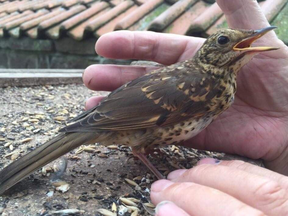 Poorly bird: After flying into our window...