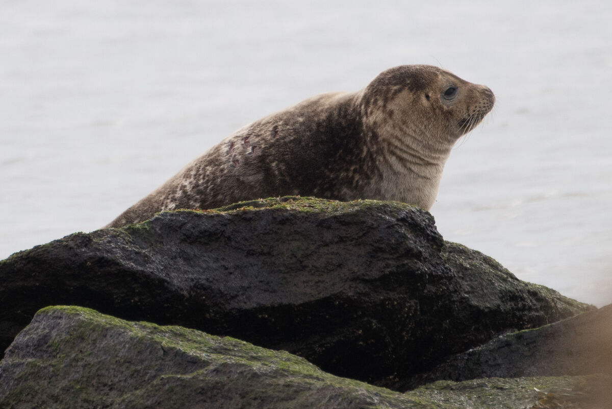 Sandy Hook Seals: The seals are at Sandy Hook NRA in NJ for anyone ...