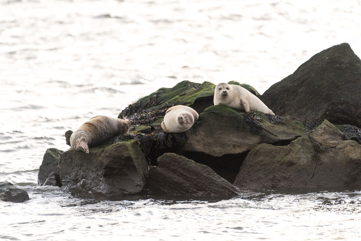 Sandy Hook Seals: The seals are at Sandy Hook NRA in NJ for anyone ...