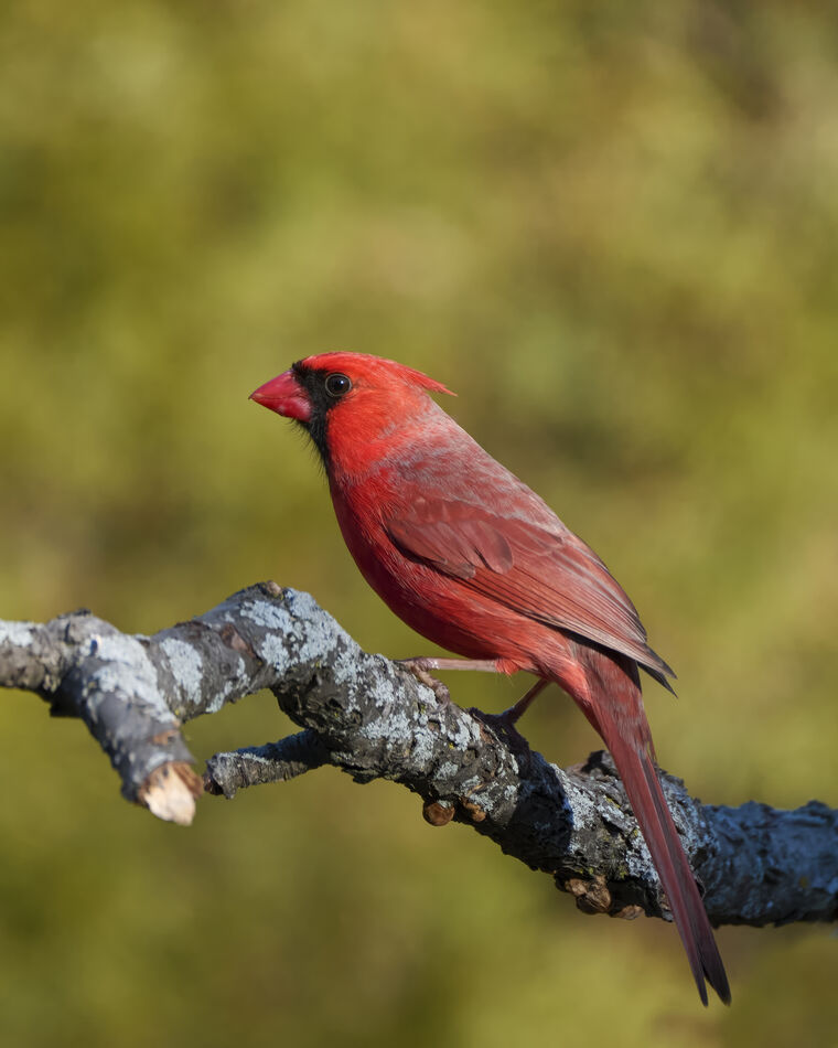 1.4X Continued: Captured the first Cardinal using the 100-400 GM w/1.4X ...