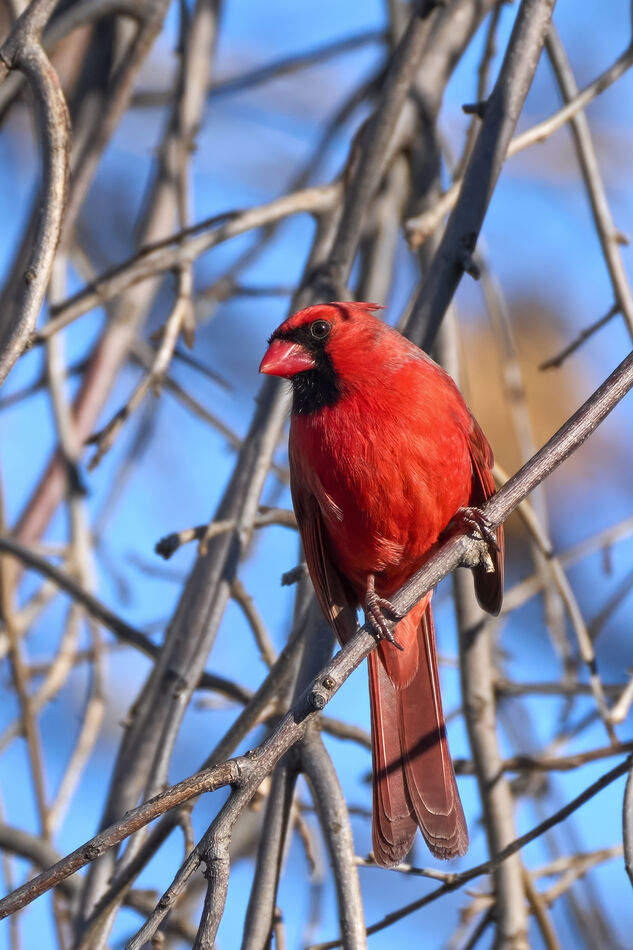 1.4X Continued: Captured the first Cardinal using the 100-400 GM w/1.4X ...