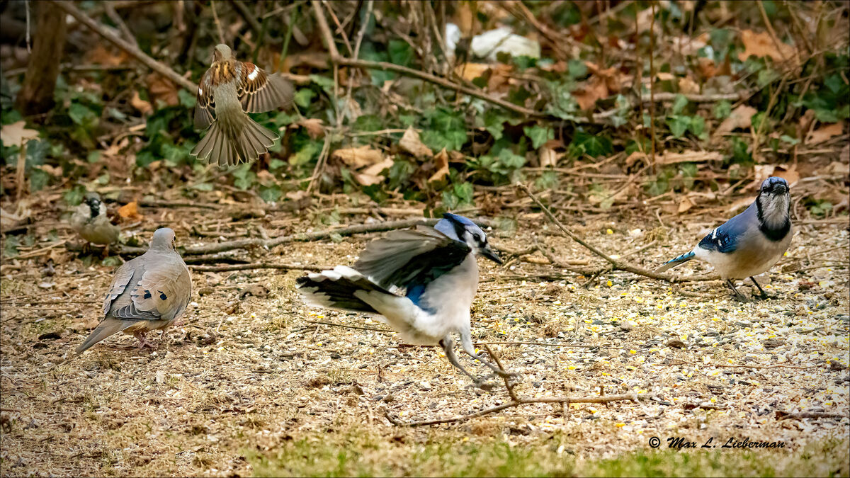 My Aviary, Part 51: More Blue Bell Birds from last week.