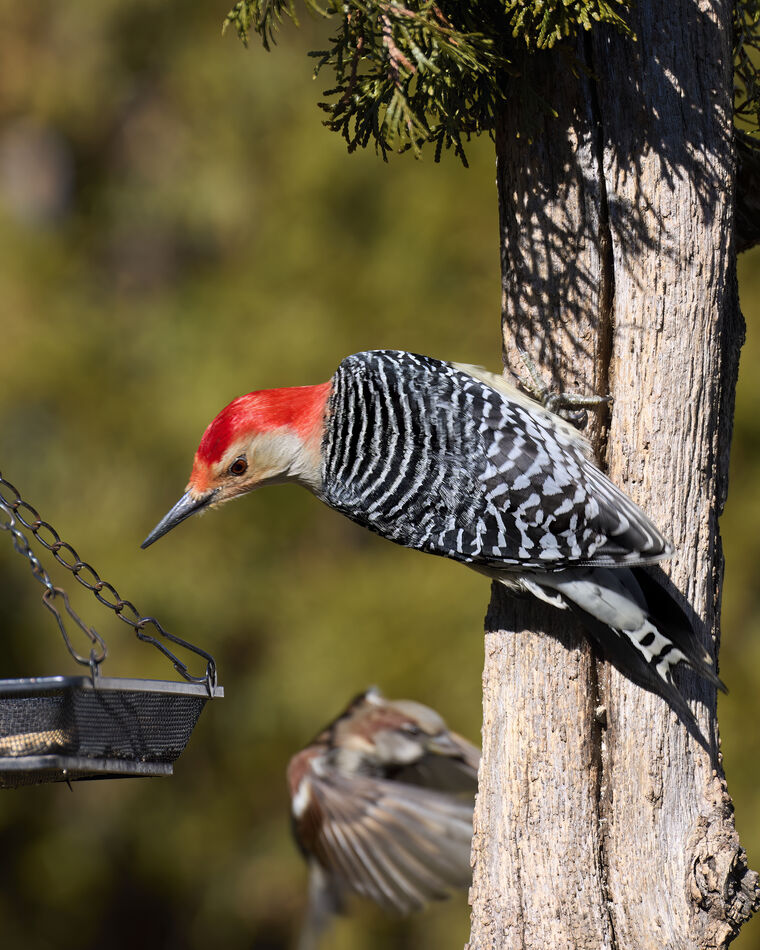 Is That A Peanut? Red-bellied Woodpecker eyeing the menu for lunch.