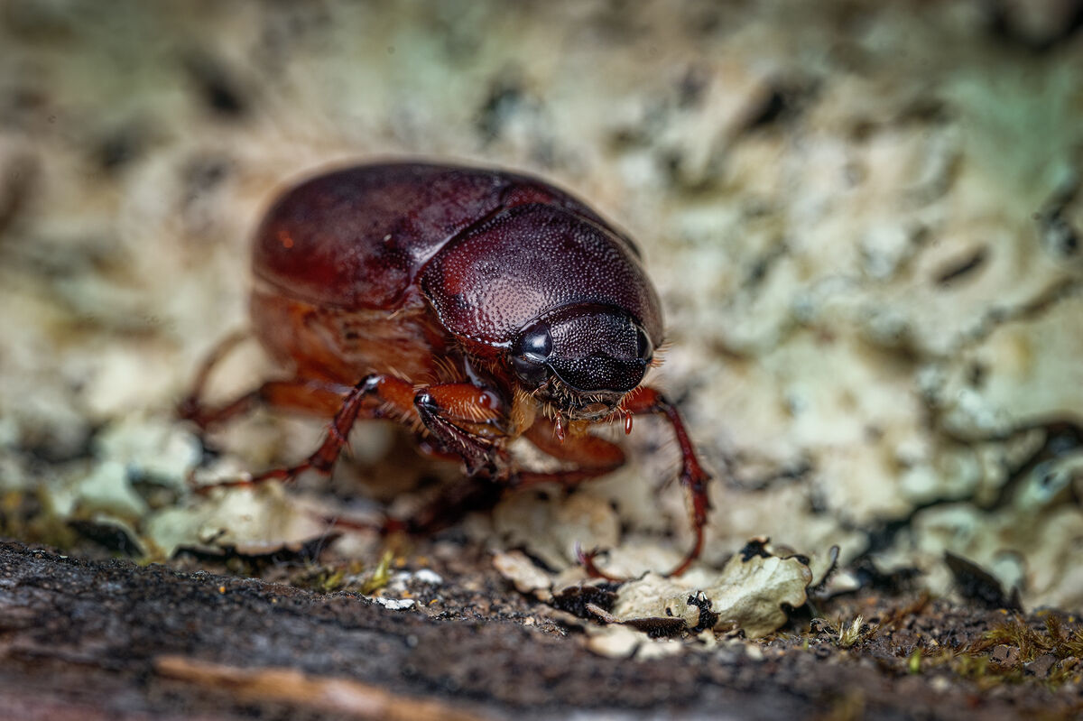 Macro Image of a June Bug: This is one of my preserved June Bugs that I ...