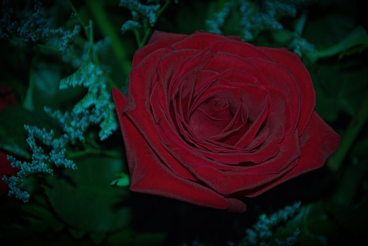 A rose is just a.. Rose! Should I save or, lose it? :sm16:...