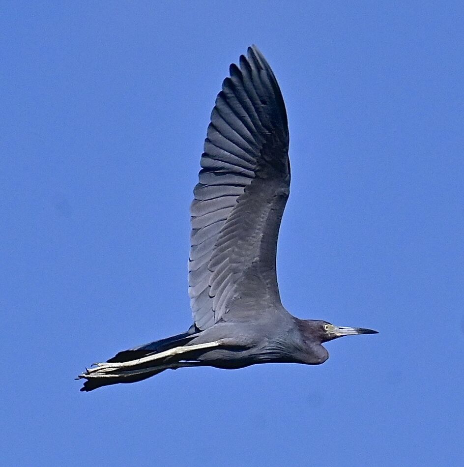 Little Blue Heron: In flight…...