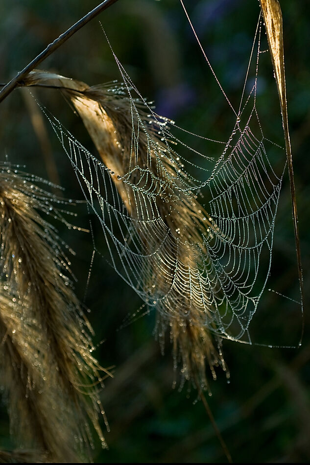 Step into my Web: Late fall, early morning, the sun is just getting ...