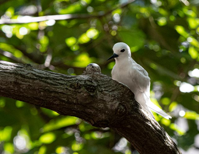 A White Tern nest: Today, I finally got a full view of an egg while Mom ...