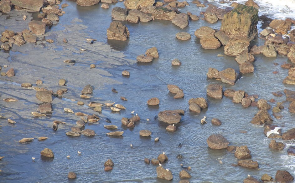 Ravenscar Seals, Cropped ........Graham: Iv'e cropped the original ...