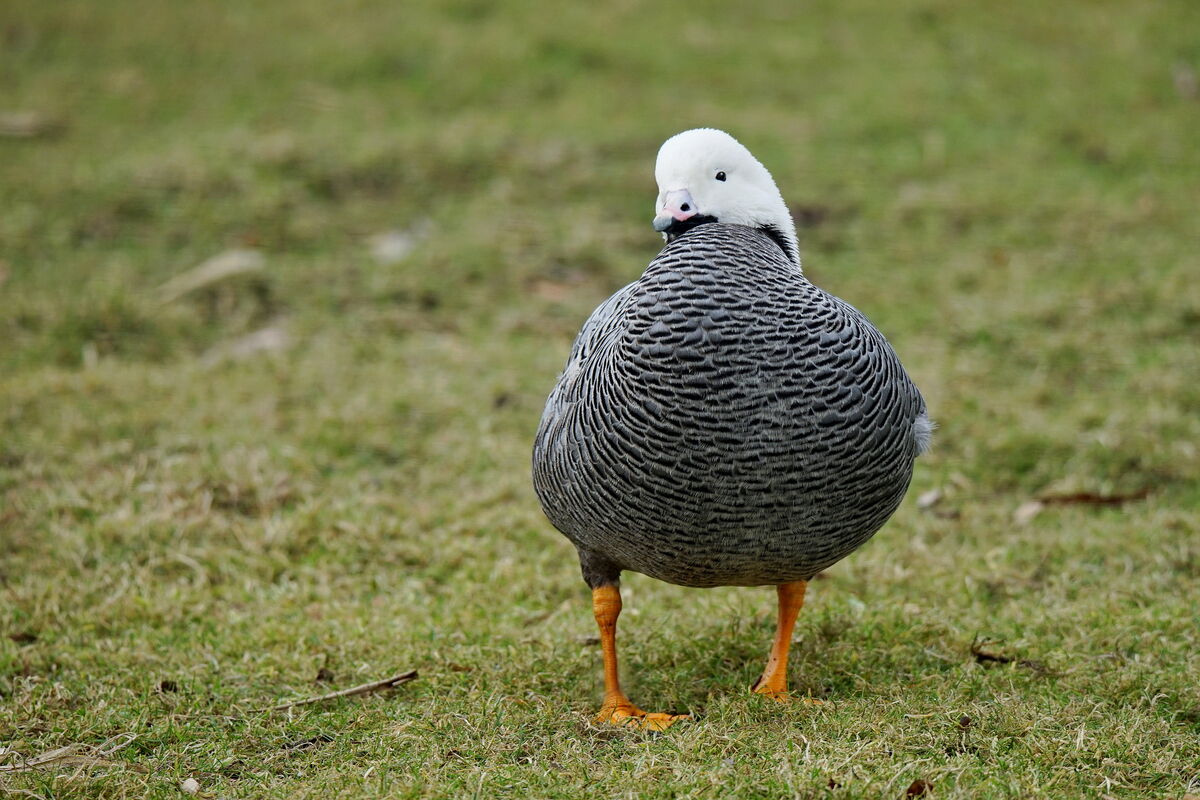 Emperor goose: The emperor goose, also known as the beach goose or the ...