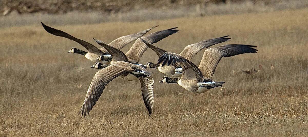 Canada Geese Taking Off: While waiting for something interesting to fly ...
