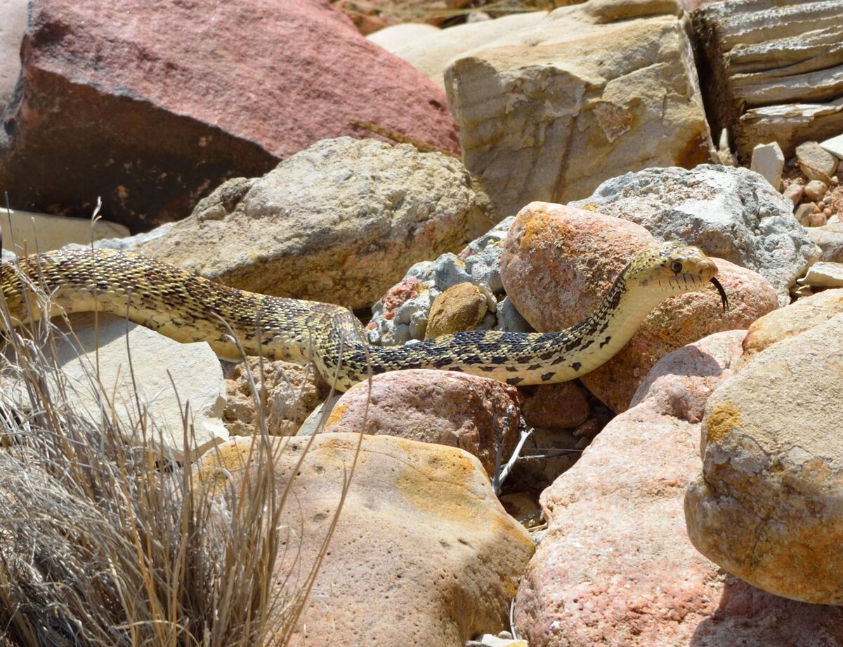 SSSSSSSSSS…..snakes: Let’s see some snakes, Red racers, bull snake ...