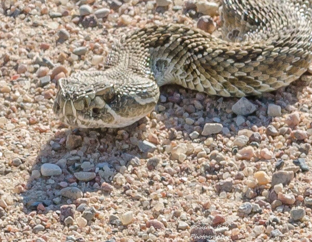 SSSSSSSSSS…..snakes: Let’s see some snakes, Red racers, bull snake ...