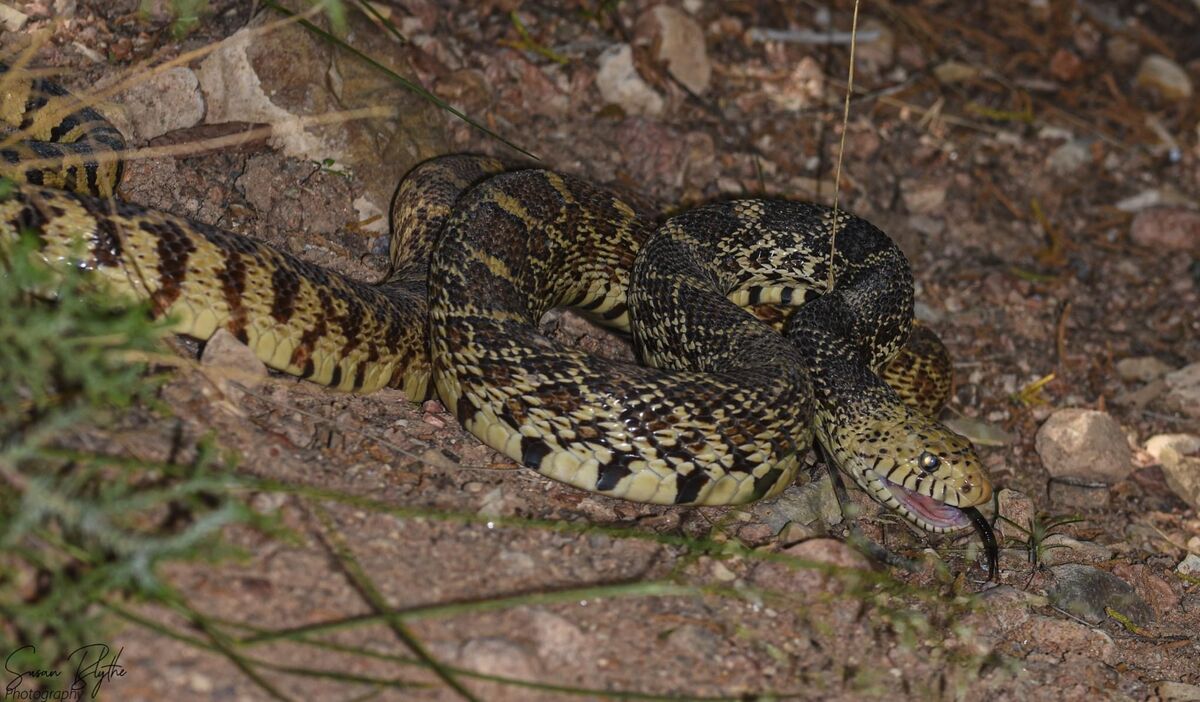 SSSSSSSSSS…..snakes: Let’s see some snakes, Red racers, bull snake ...
