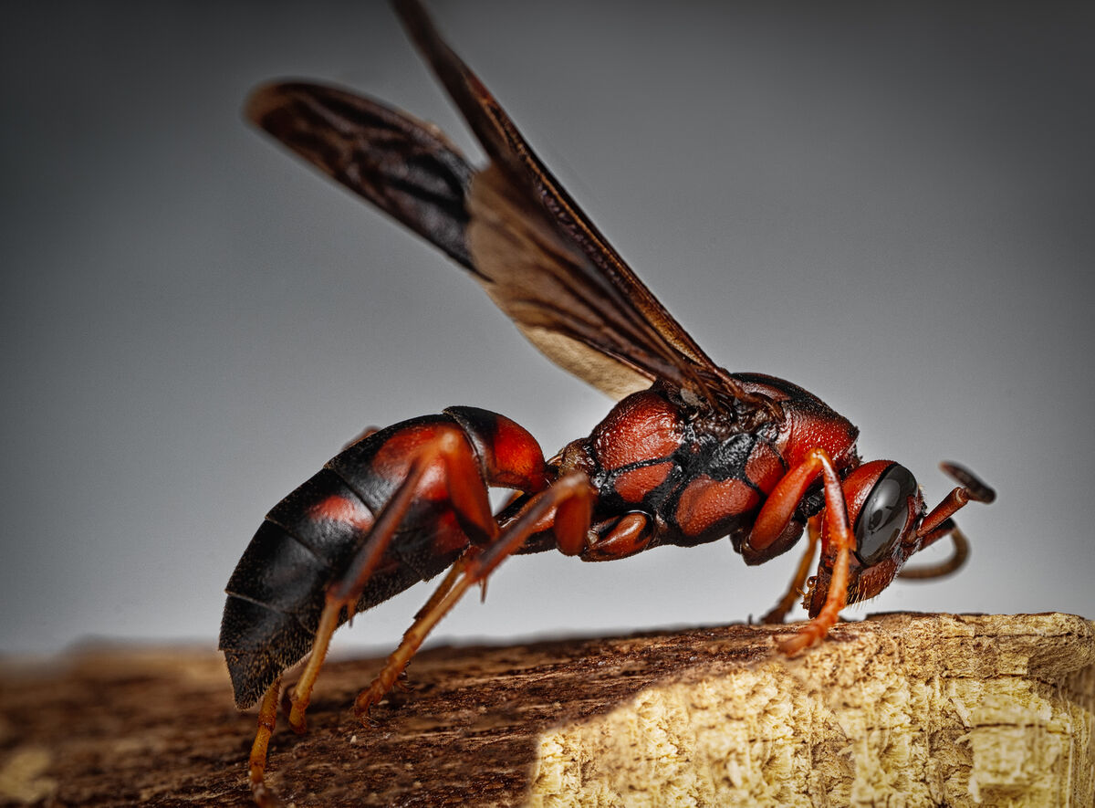 Macro Image of a Wasp: This is one of my preserved paper wasps I staged ...