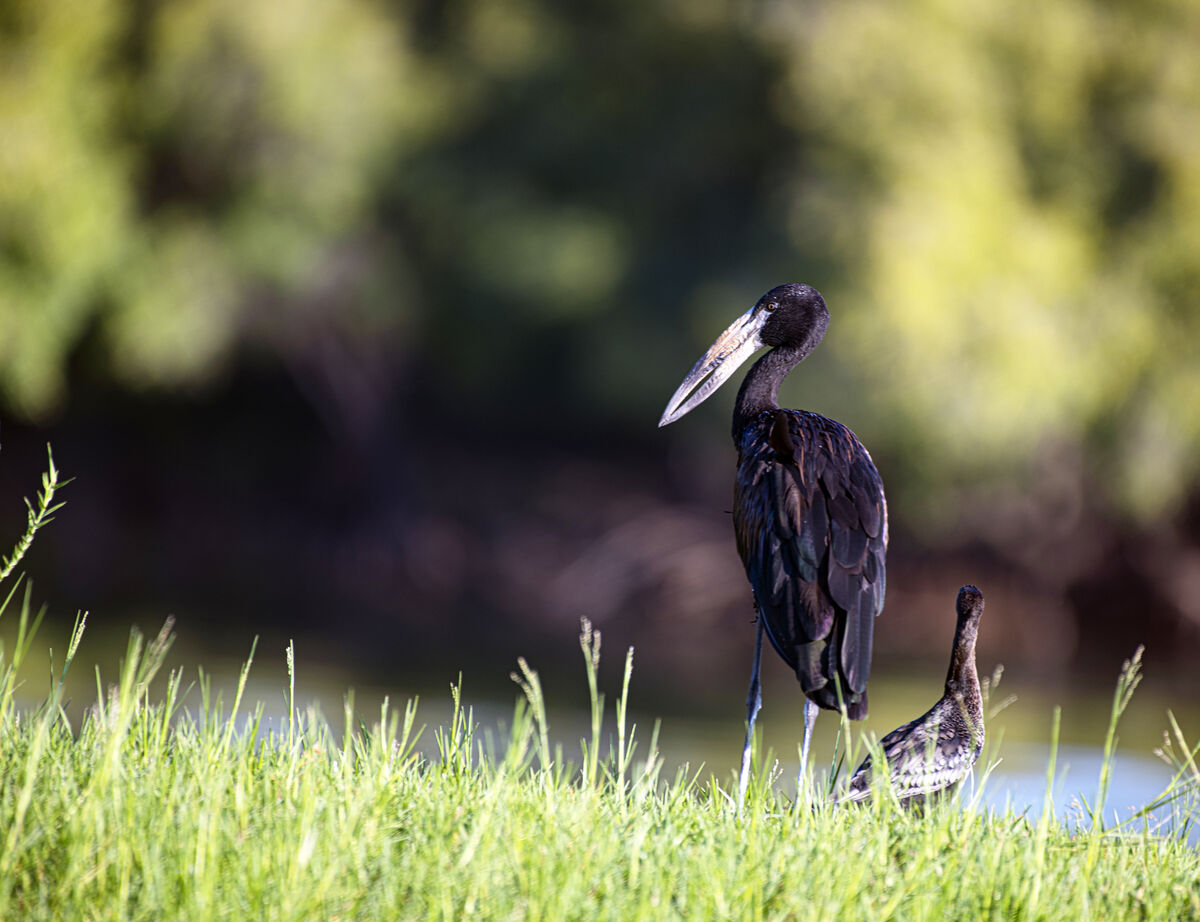 Some African Birds - Part ll: As previously mentioned, I am not a ...