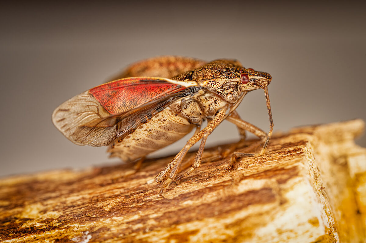 Macro Image of a Brown Marmorated Stink Bug: Macro flash diffusion ...