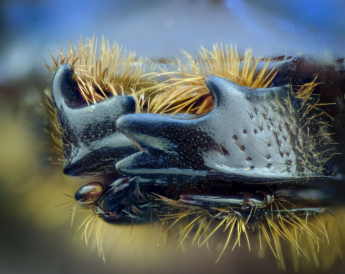 Macro Image of a Bess Beetle: This is a single-shot macro image of my ...