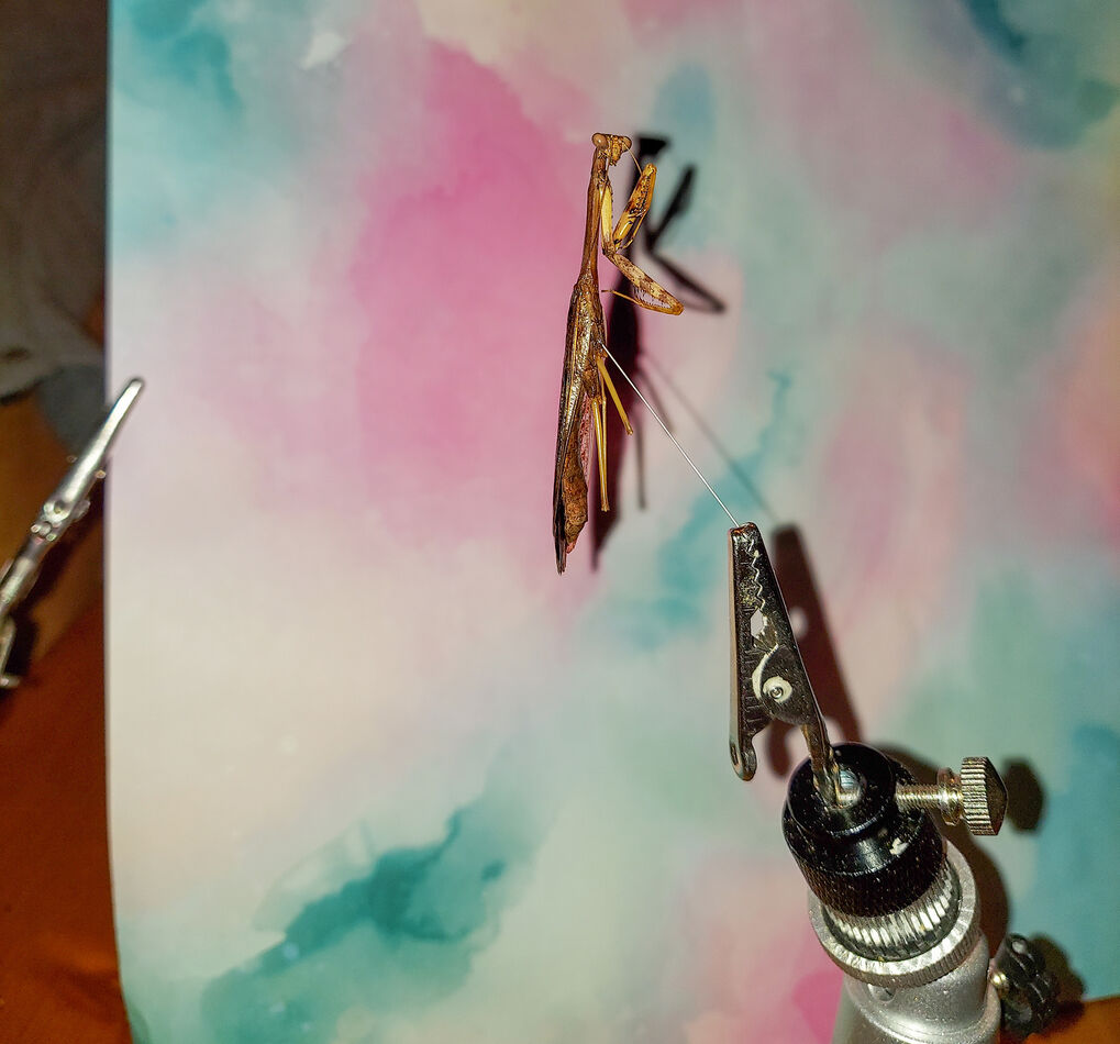 Macro Image of a Carolina Mantis: I staged my preserved Carolina Mantis ...