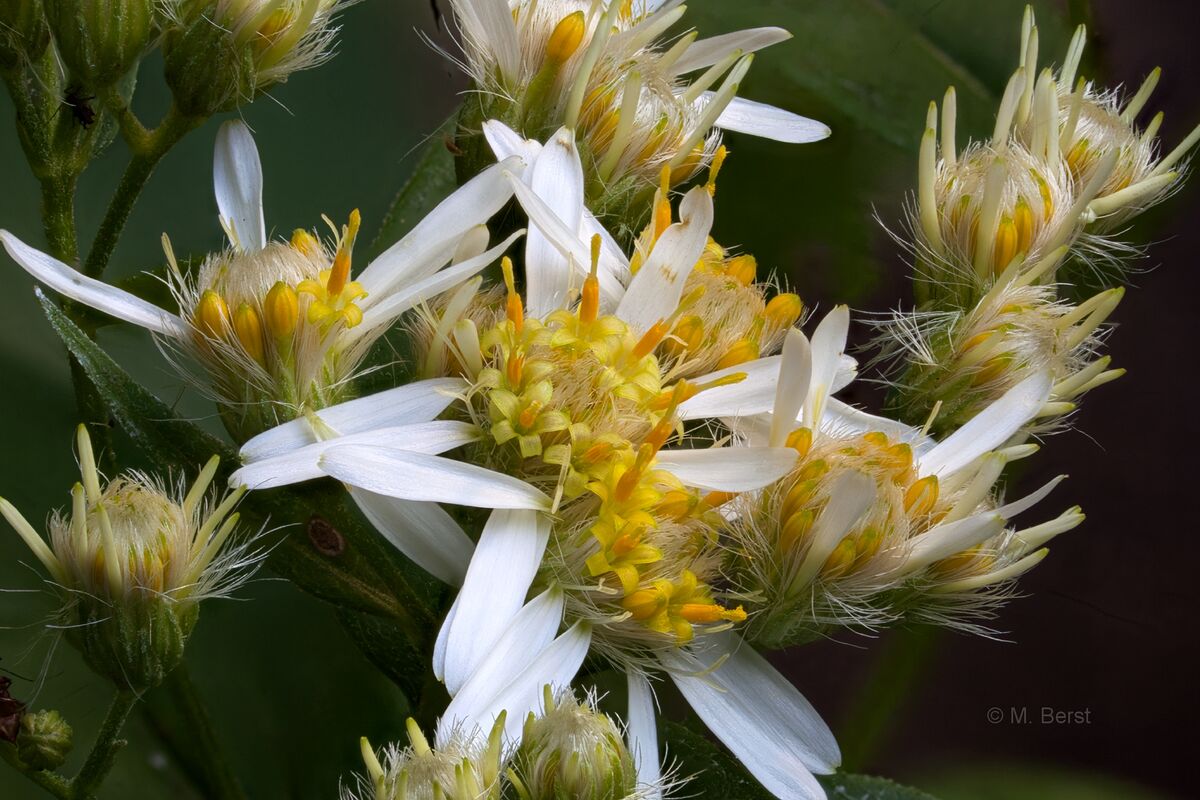Flat-topped white aster: Flat-topped white aster - Doellingeria ...