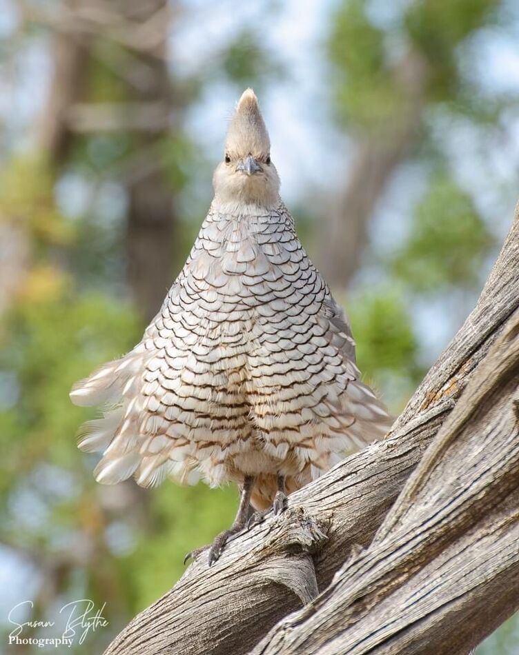 Scaled quail: These quail are always around in the spring summer months ...