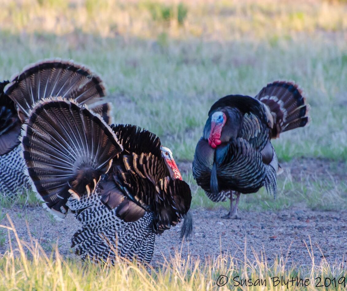 Turkeys: There is a flock of wild turkeys that I see quite often on the ...