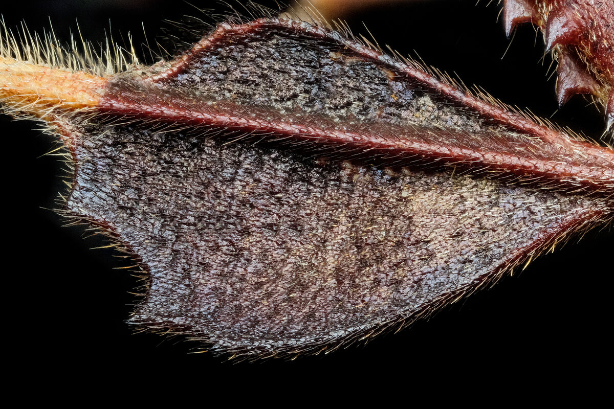 Macro Image of Leaves & Leaf Footed Bug: I staged one of my preserved ...