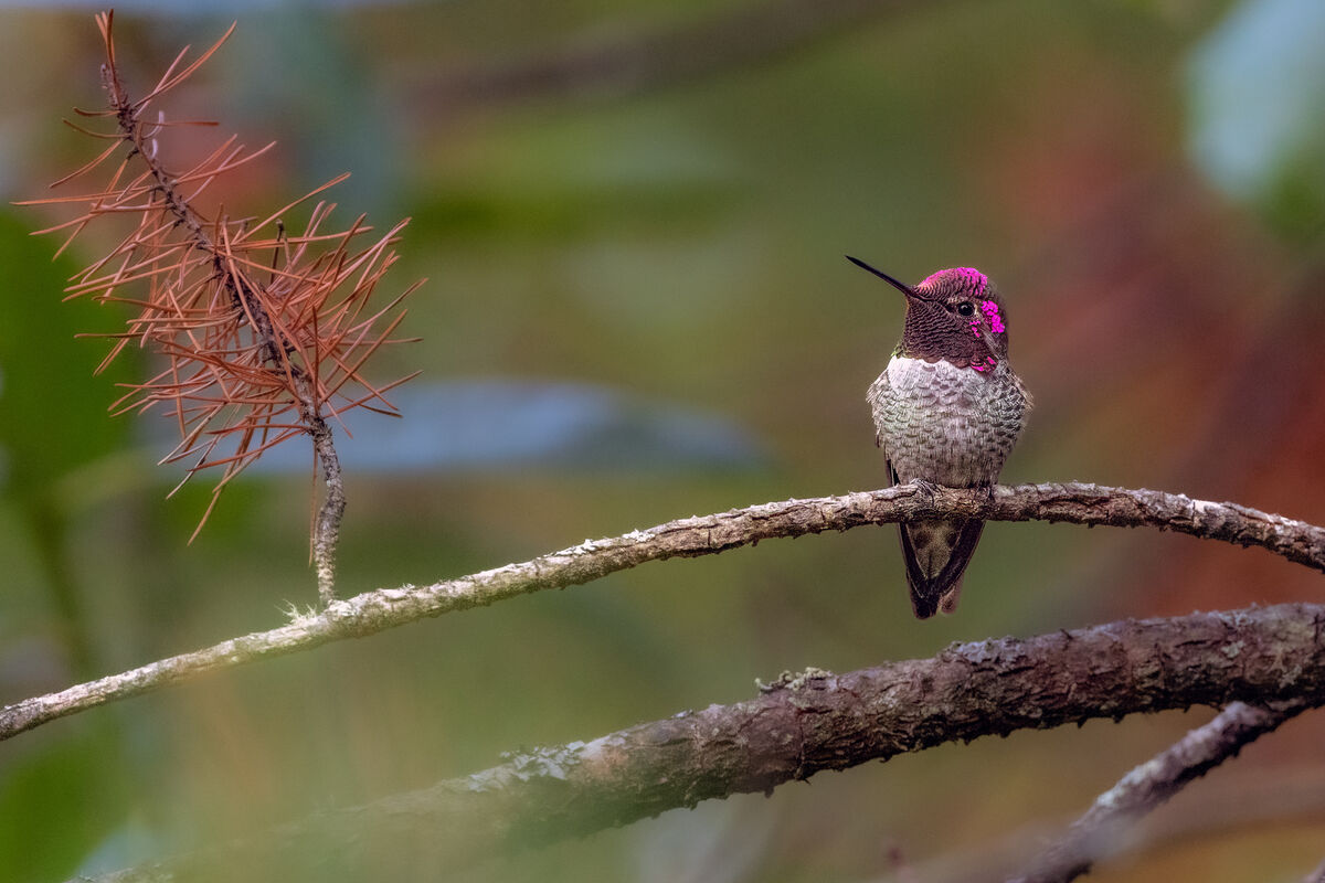 Hummingbird From My Archives: Three different poses and three different ...