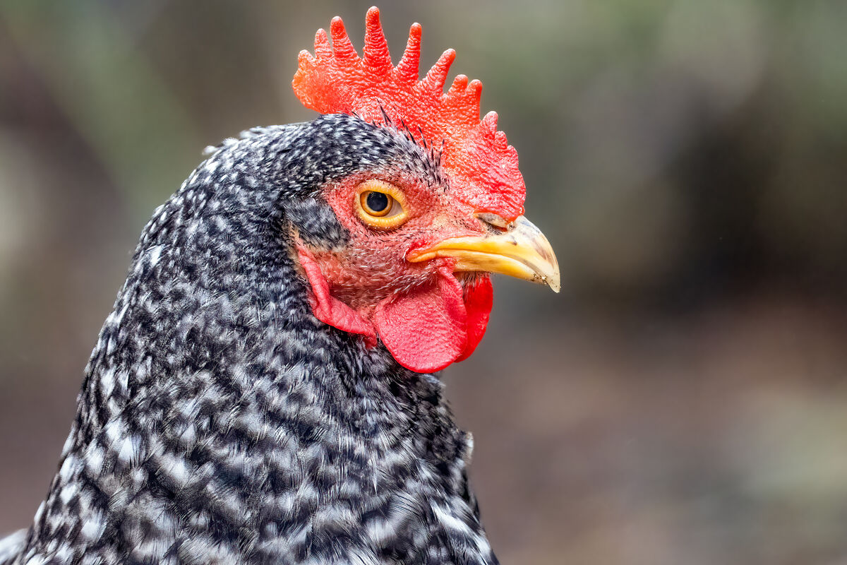 Chicken Confidential: A few shots of our hens using my Z9 and 500pF. #4 ...