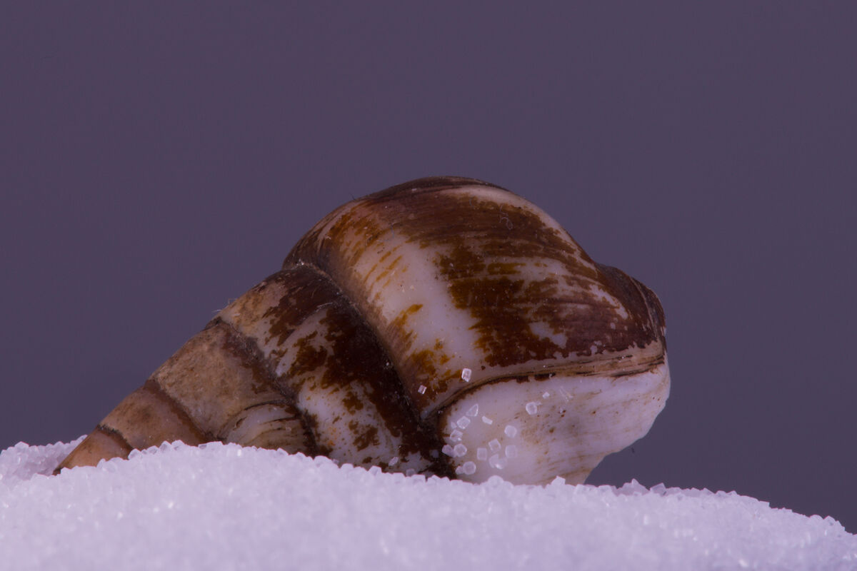 Just playing around: One more Sea Shell X2 Sorry I couldn't find my ...