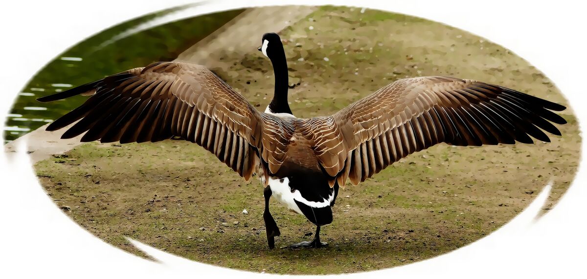 This Canada Goose …: …looked very smart in its takeoff.Check out the ...