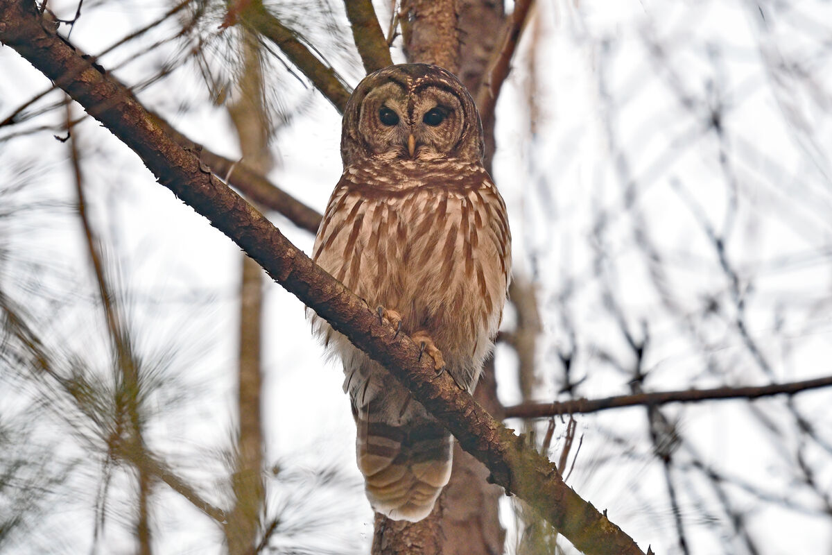 First backyard (barred) owl sighting of 2023: Taken 45 minutes after ...