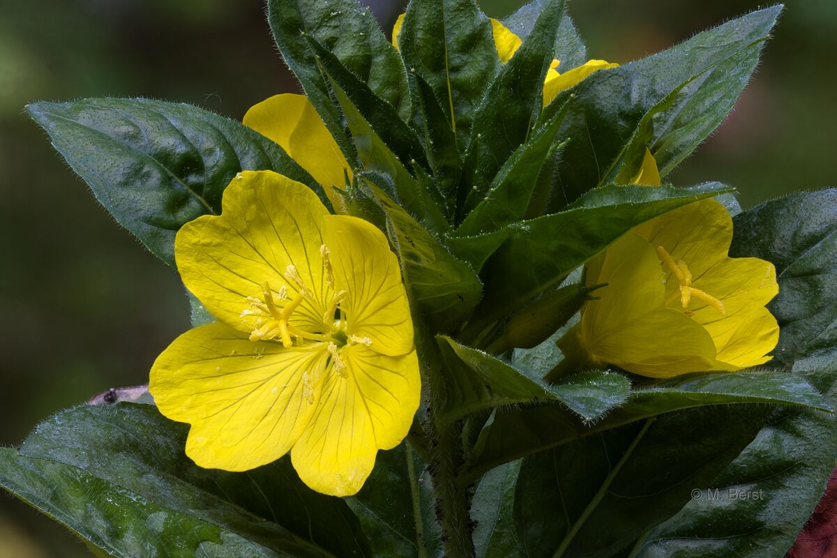 Prairie sundrops: TLDR: Oenothera pilosella - Prairie sundrops, also ...