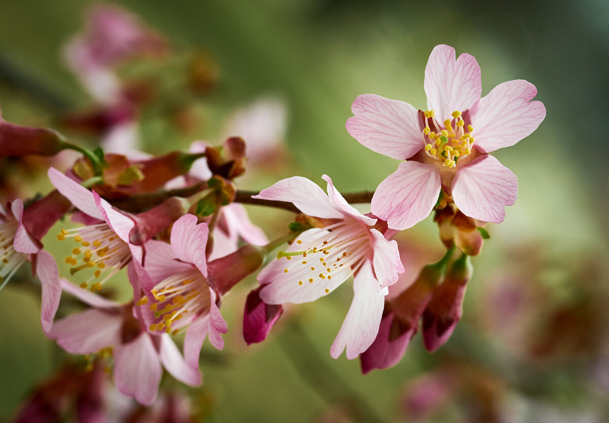First Flowering Fruit Tree: Saw a pair of ornamental cherries starting ...